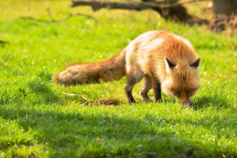Vulpes vulpes - Red fox stock image. Image of hemisphere - 176374349