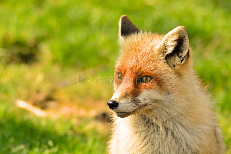 Vulpes vulpes - Red fox stock image. Image of africa - 176375591