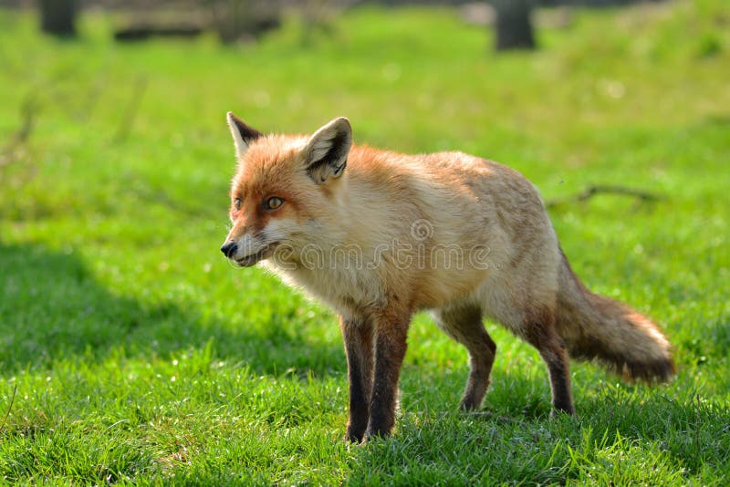 Vulpes vulpes - Red fox stock image. Image of members - 176664355