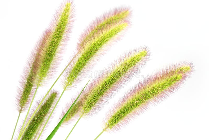 Vulpin et branchement photo stock. Image du nature, humide - 944058