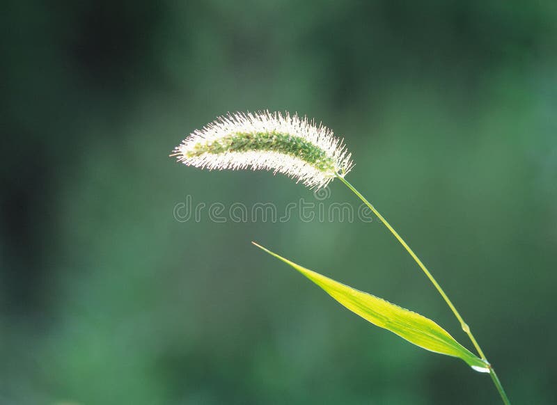 Vulpin et branchement photo stock. Image du nature, humide - 944058