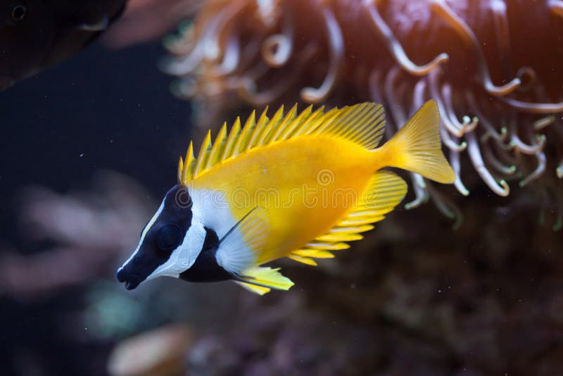 Rabbitfish De Foxface (vulpinus De Siganus) Photo stock - Image du ...