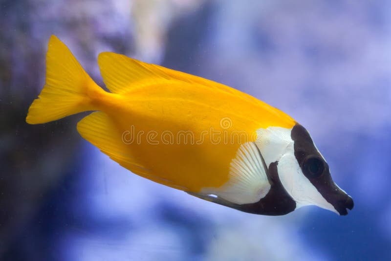 Rabbitfish De Foxface (vulpinus De Siganus) Photo stock - Image du ...