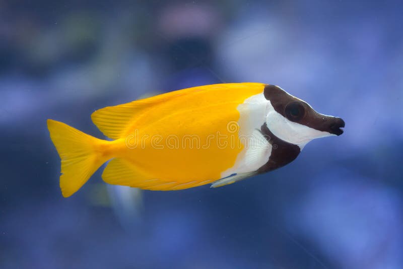 Rabbitfish De Foxface (vulpinus De Siganus) Foto de archivo - Imagen de ...