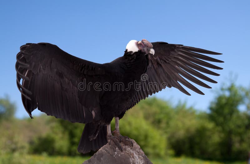 Vultur Gryphus in Wildness Area Stock Photo - Image of condor, span ...