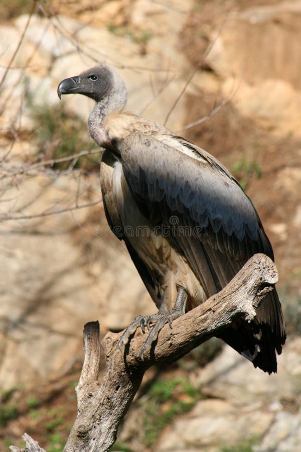 Vulture #1 stock photo. Image of stand, bird, dead, standing - 4070394