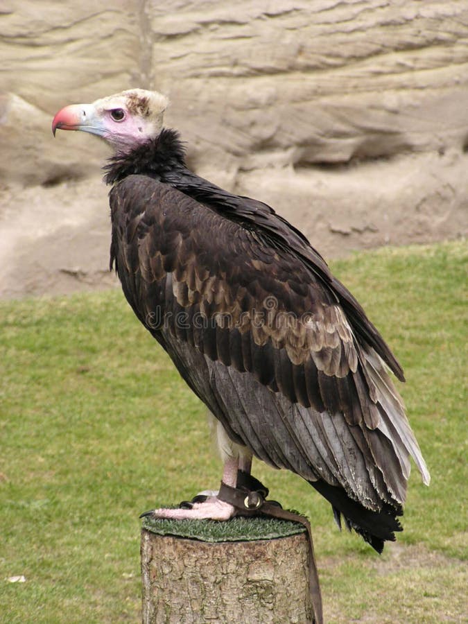 The Endangered California Condor Stock Photo - Image of condors ...