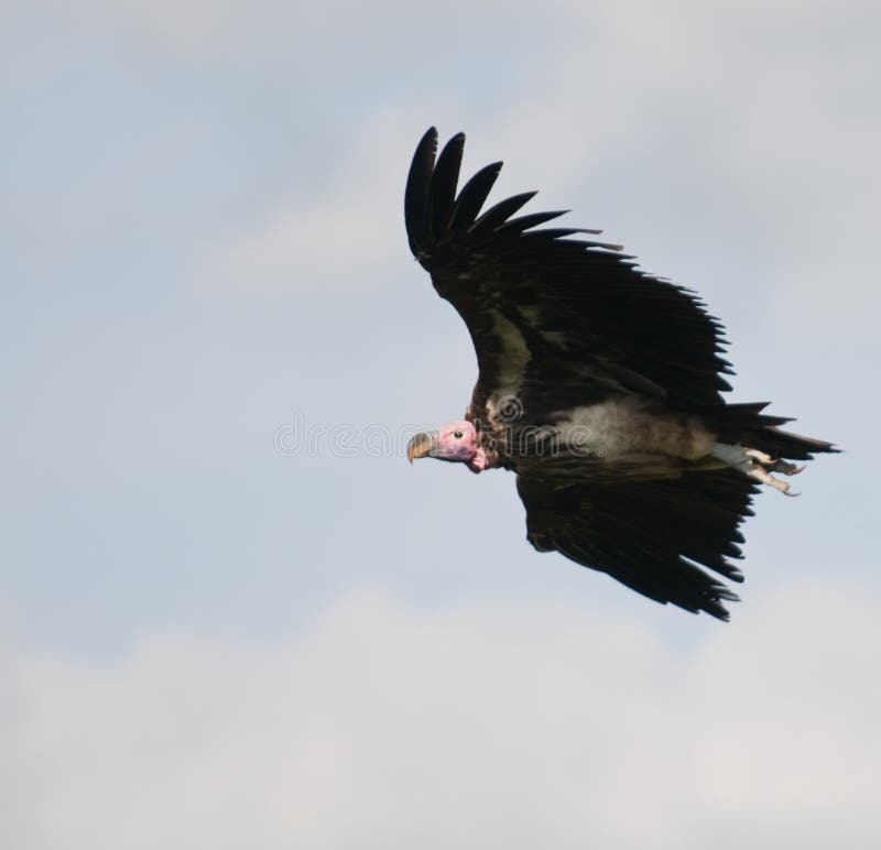 Vulture Swooping stock image. Image of bald, marauder - 81646163