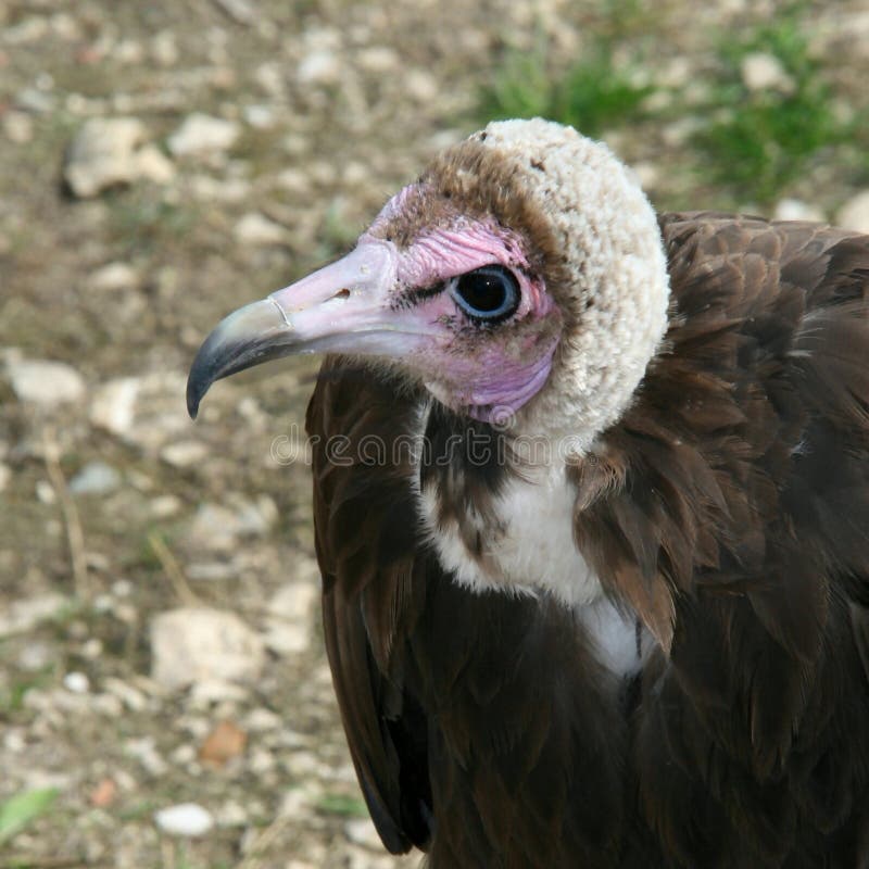 Vulture stock photo. Image of flight, nest, beak, bird - 14203058