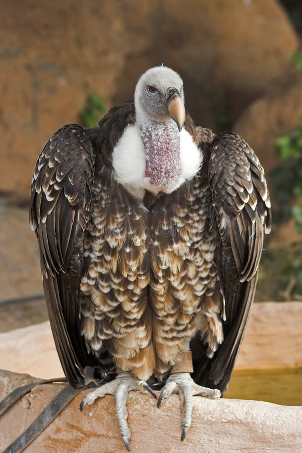 Vulture eating meat stock photo. Image of close, feathers - 8961524