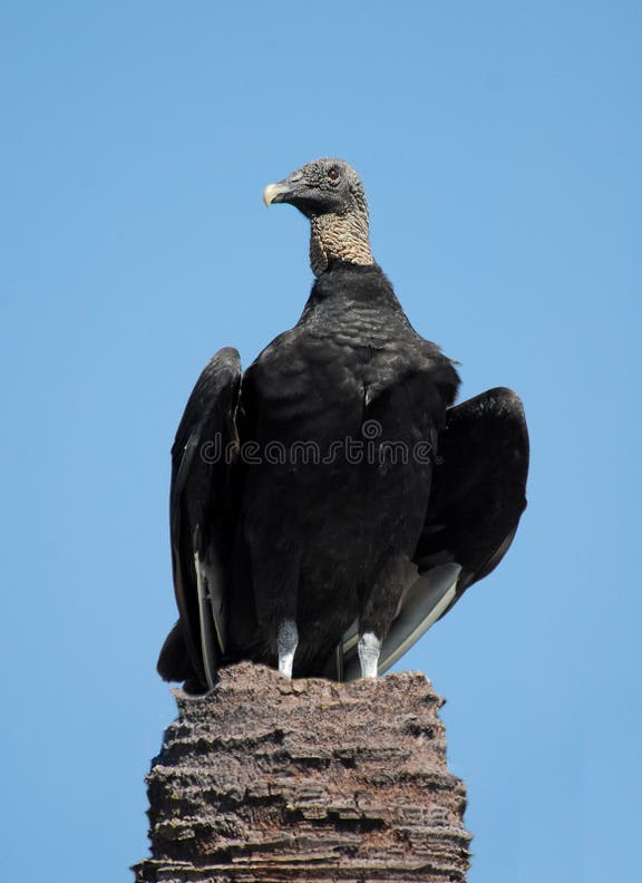 Vulture stock image. Image of carrion, hunter, closeup - 18757627