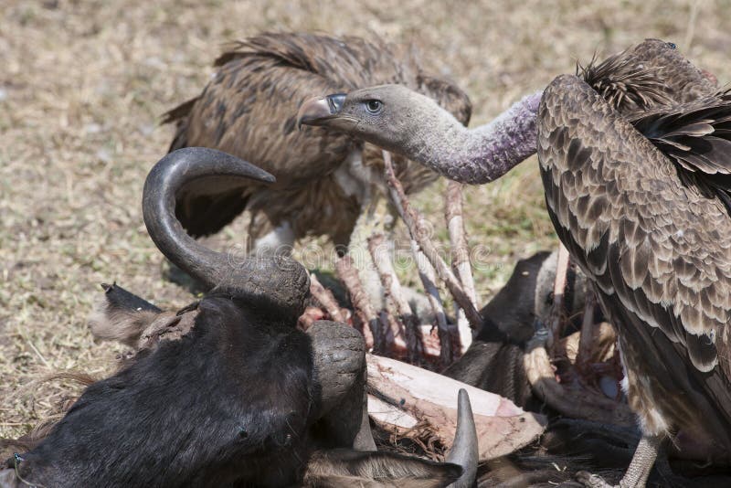 Vulture Feeding on Caracasses of Gnu, Africa Stock Photo - Image of ...