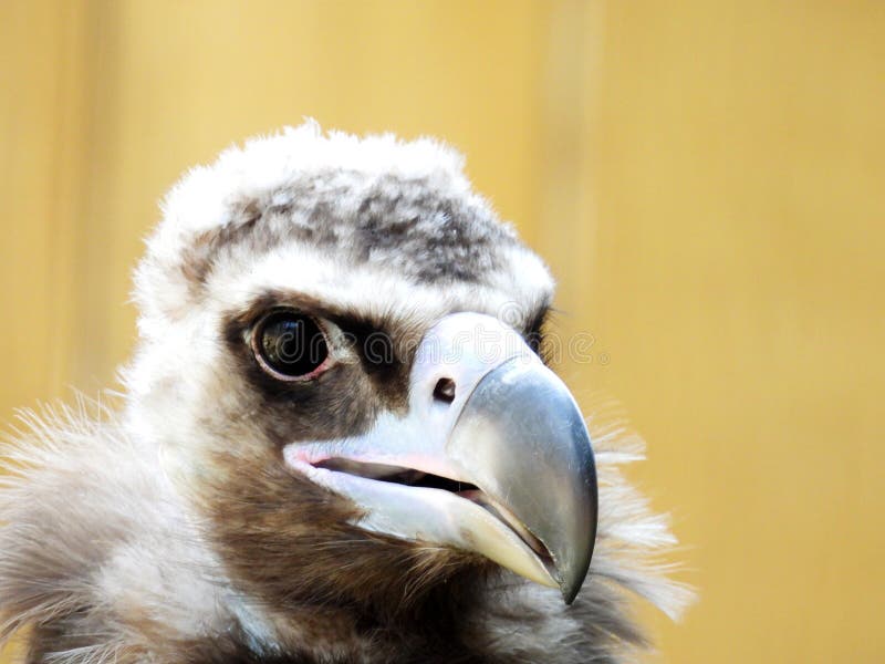 Vulture Face Closeup at Zoo Stock Image - Image of caruncle, eurasia ...