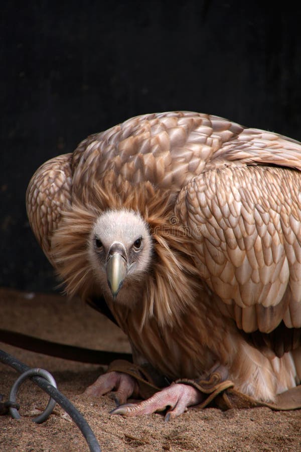 Vulture stock photo. Image of beak, vulture, nature, length - 23747360