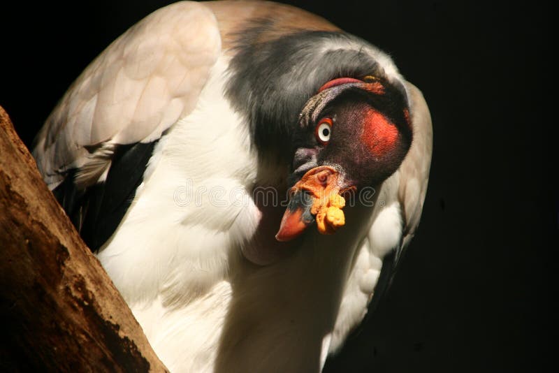 Bad tempered vulture stock image. Image of watch, portrait - 932753