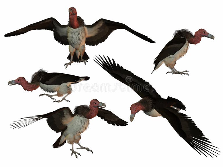 Vulture Raptor Stock Illustrations – 3,942 Vulture Raptor Stock ...