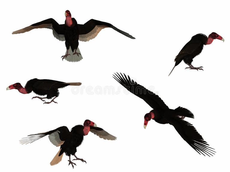 Vulture Raptor Stock Illustrations – 3,942 Vulture Raptor Stock ...