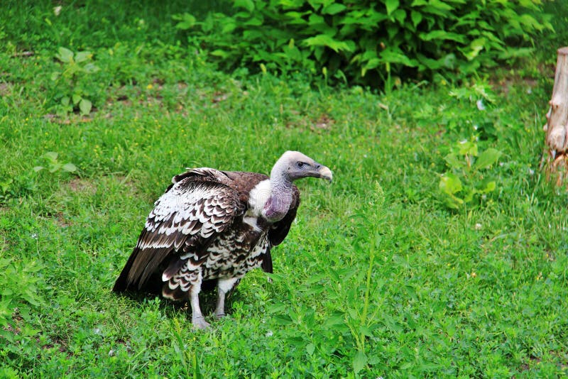 Vulture in Assiniboine Park, Winnipeg, Manitoba Stock Photo - Image of ...