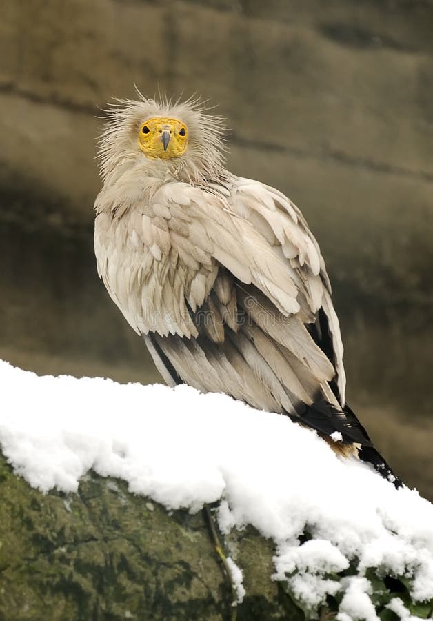 Vulture baby stock photo. Image of wait, john, birds - 13061466