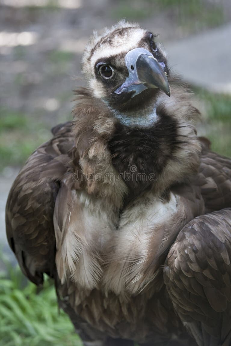 222 Baby Vulture Stock Photos - Free & Royalty-Free Stock Photos from ...