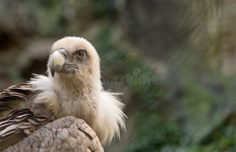 Vulture stock image. Image of reserve, close, vulture - 66008603
