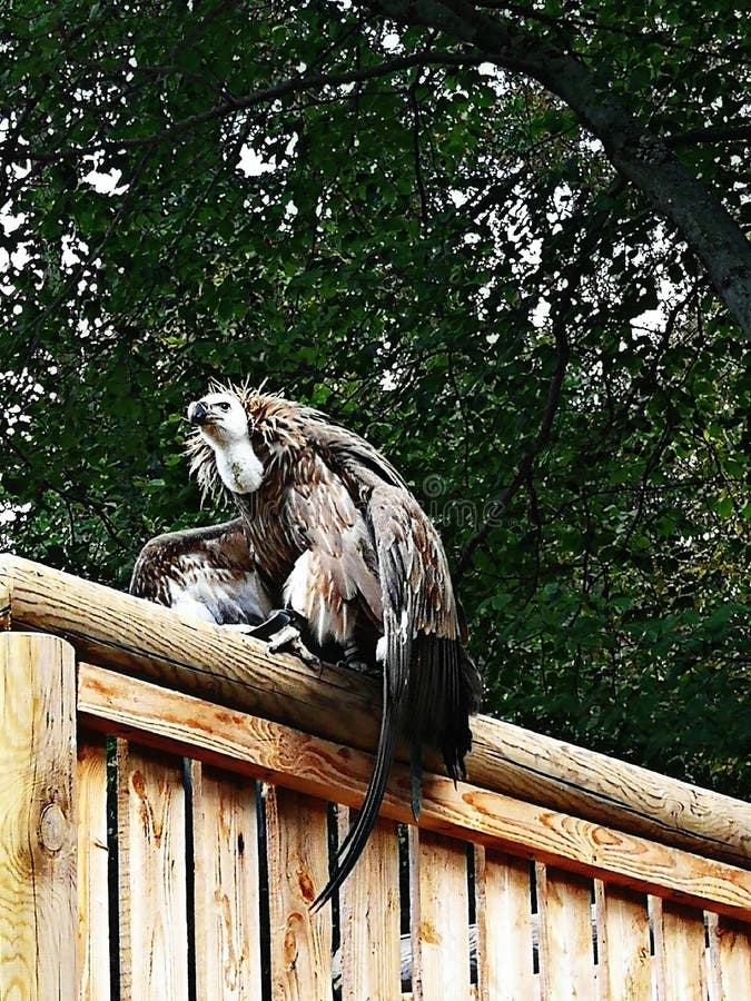 Vulture stock image. Image of nature, bird, beautiful - 127805669