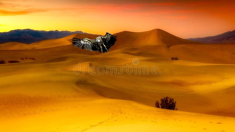 Vulture Bird Flying Over Desert Sands Stock Image - Image of head ...