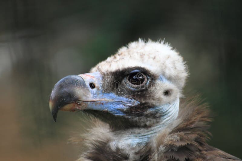 Head of vulture stock photo. Image of portrait, safari - 10390520