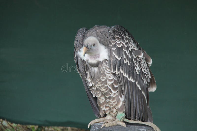 Vulture Bird. stock photo. Image of creature, natural - 110568986