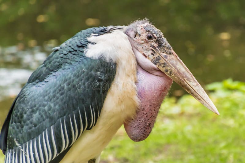 5,801 Ugly Bird Photos - Free & Royalty-Free Stock Photos from Dreamstime