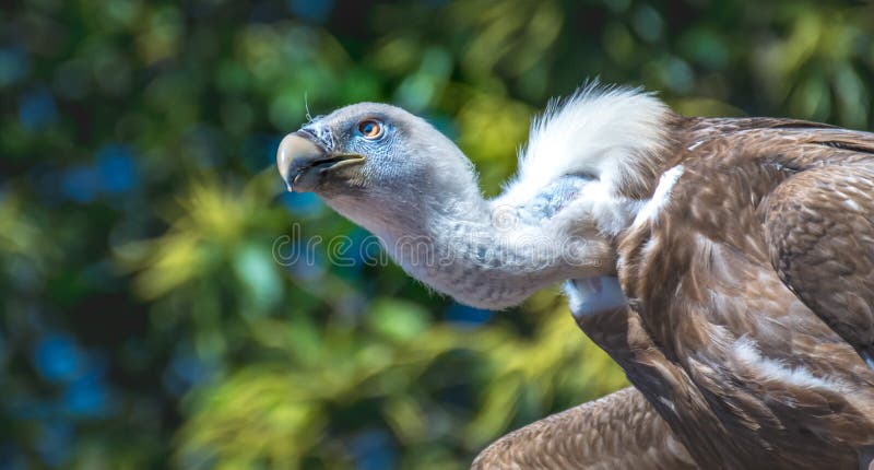 Vulture with Blue face stock photo. Image of nature - 190707120