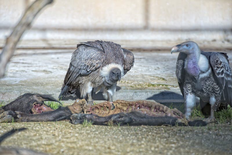 Vulture Buzzard while Eating a Dead Animal Stock Photo - Image of ...