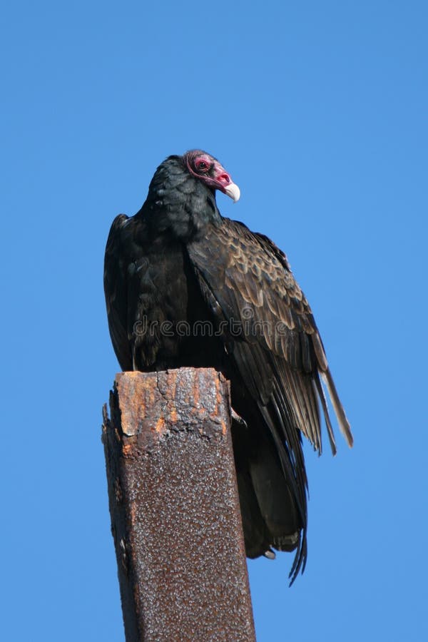 Vulture - California Turkey Stock Image - Image of vulture, perched ...