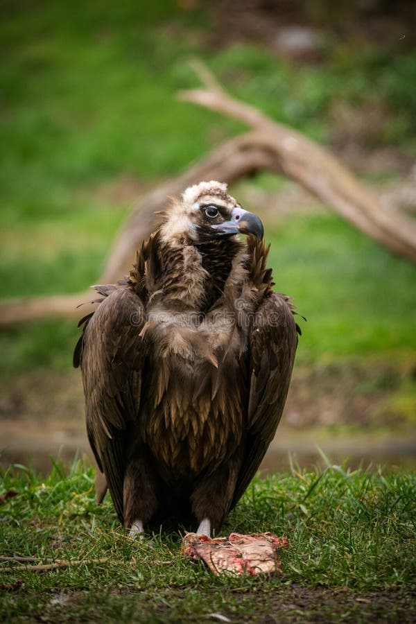 Vulture Carnivorous Bird with Its Carrion Stock Image - Image of adult ...