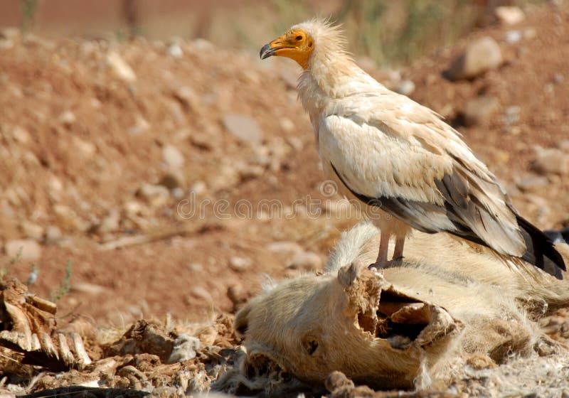 Vulture on carrion stock image. Image of wildlife, bird - 18769105