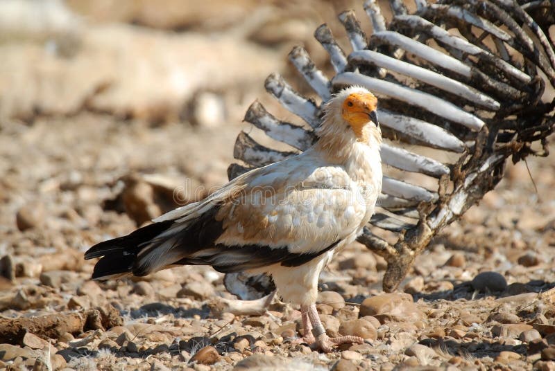 A vulture with carrion stock photo. Image of animal, predators - 19615428