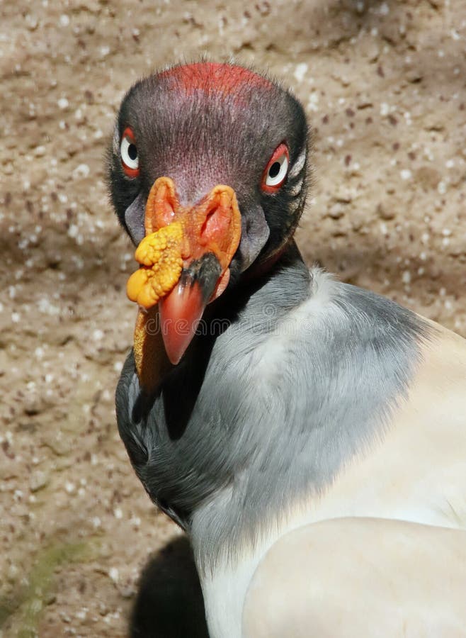 Vulture stock photo. Image of flight, portrait, eyes - 67218064