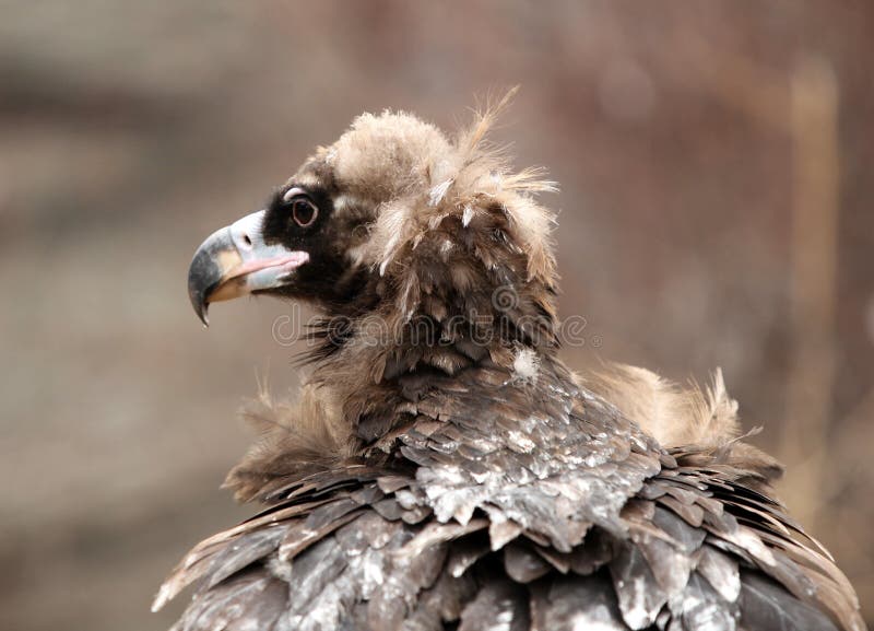Vulture stock image. Image of condor, terrible, cinereous - 49774949