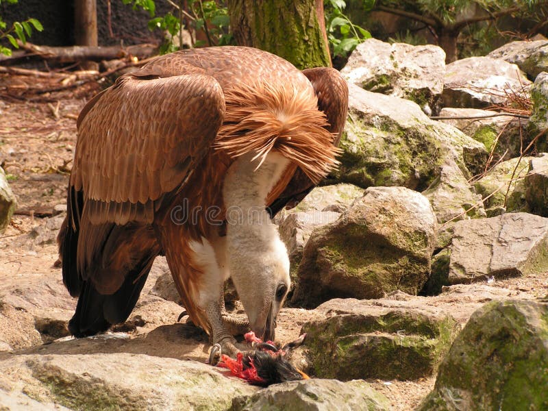 Vulture Eating Picture. Image: 2259248