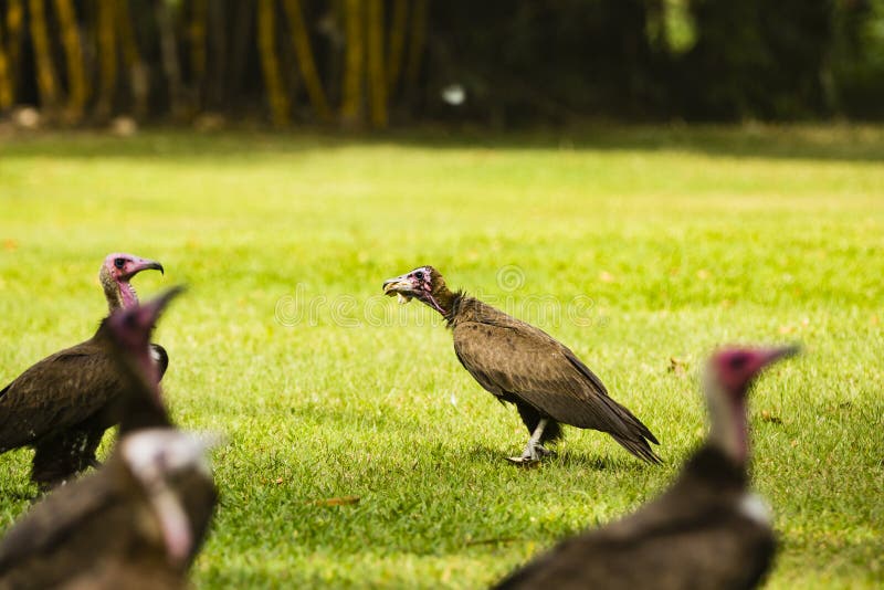 A Vulture Eating a Piece of Chicken Stock Image - Image of gambia ...