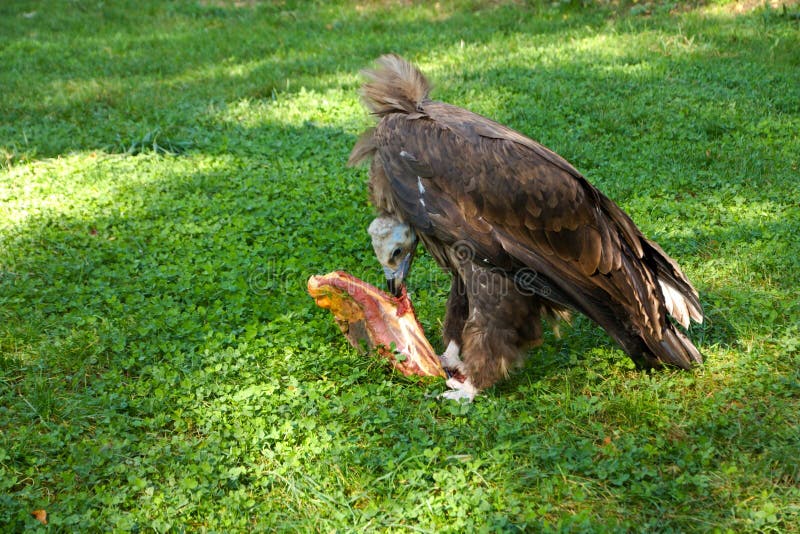 Vulture eats carrion stock image. Image of animal, animals - 61423897
