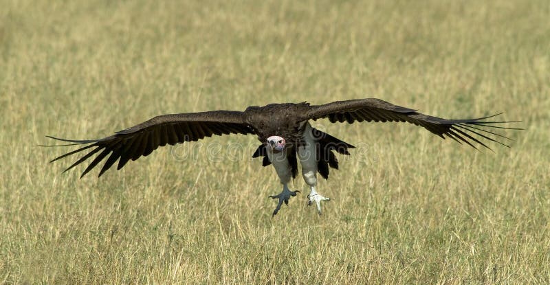 Vulture in flight stock image. Image of animals, masai - 9077207