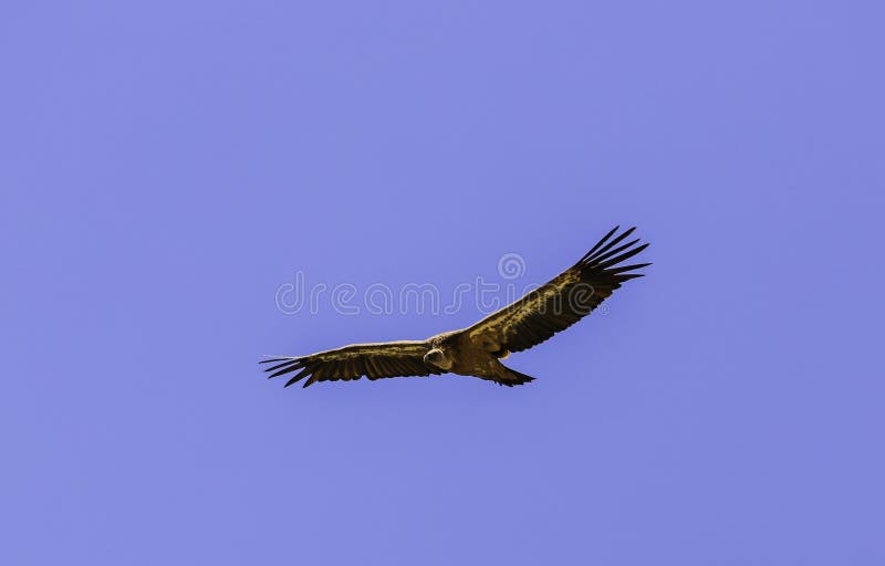 Vulture Flying among the Blue Sky. Stock Photo - Image of beak, brown ...