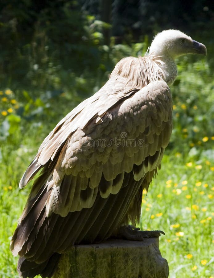 Vulture, Gyps fulvus stock photo. Image of predatory, falconry - 9219660