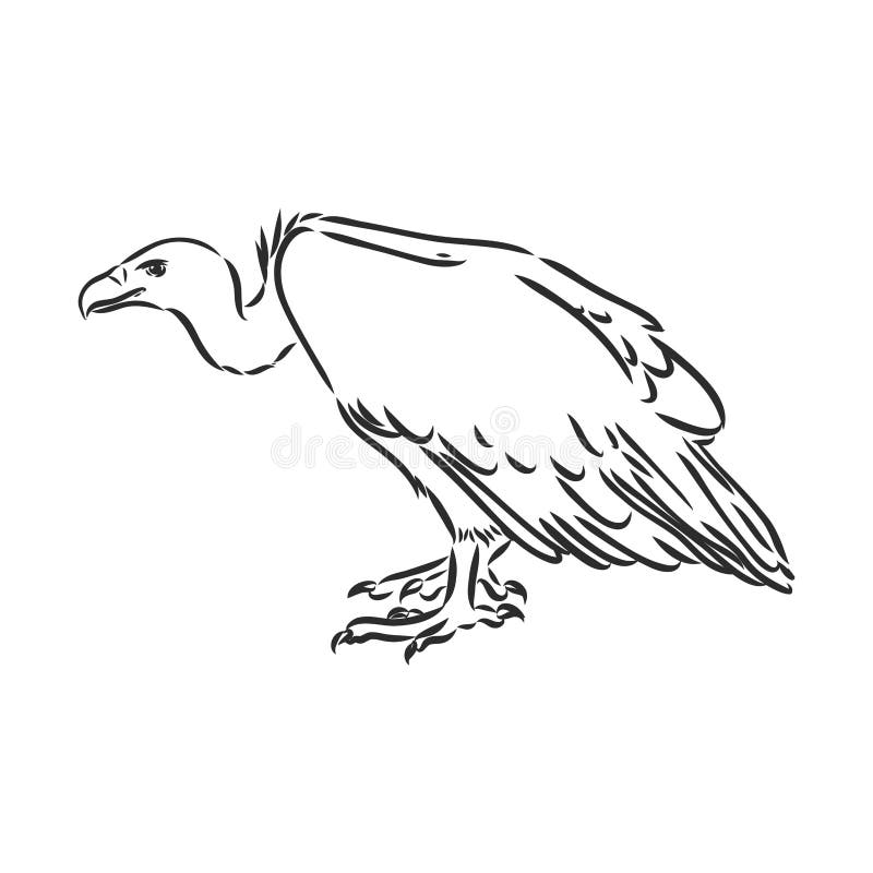 Vulture Line Drawing Stock Illustrations – 450 Vulture Line Drawing ...