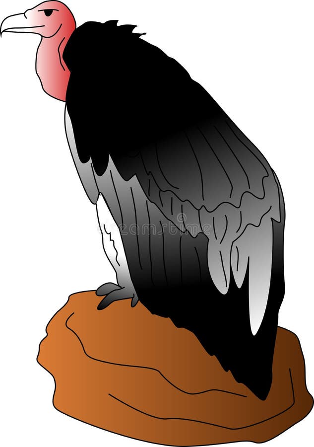 Bald Eagle Or Vulture Head Cartoon Stock Vector - Illustration of ...