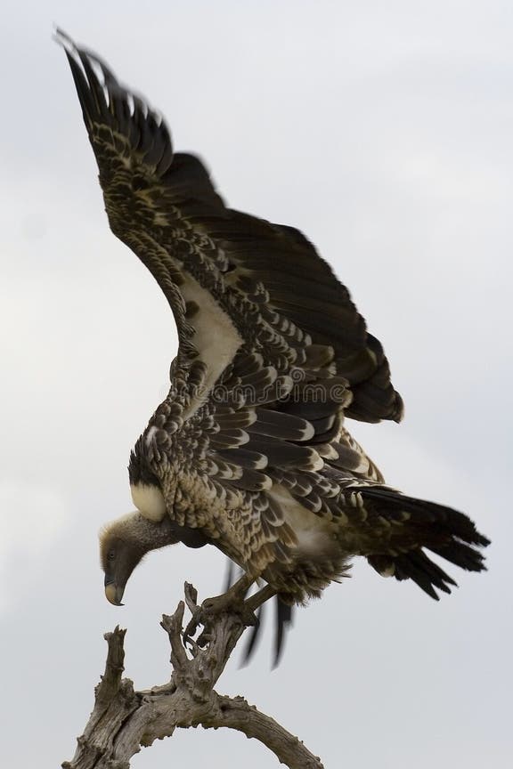 Vulture landing stock photo. Image of ugly, scavenger - 5649706