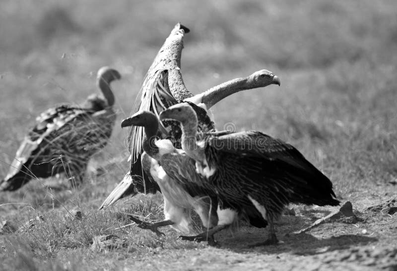 Ruppells Griffon Vultures in Mara Stock Photo - Image of beak ...