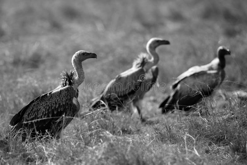 Three Ruppells Griffon Vultures Stock Image - Image of lightweight ...