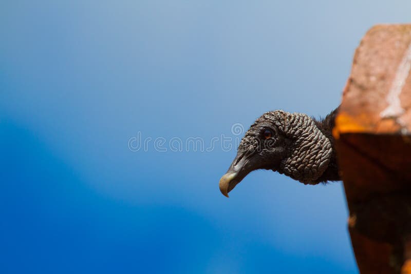 Vulture Ledge stock image. Image of natural, colombia - 20228209